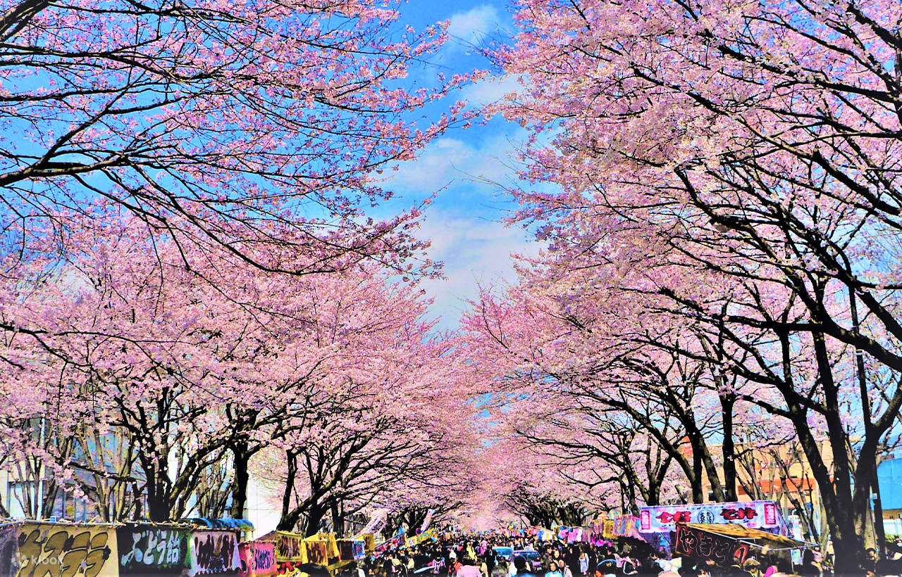 Cherry Blossom Season Exclusive - Night Cherry Blossoms・Tokyo Cherry ...