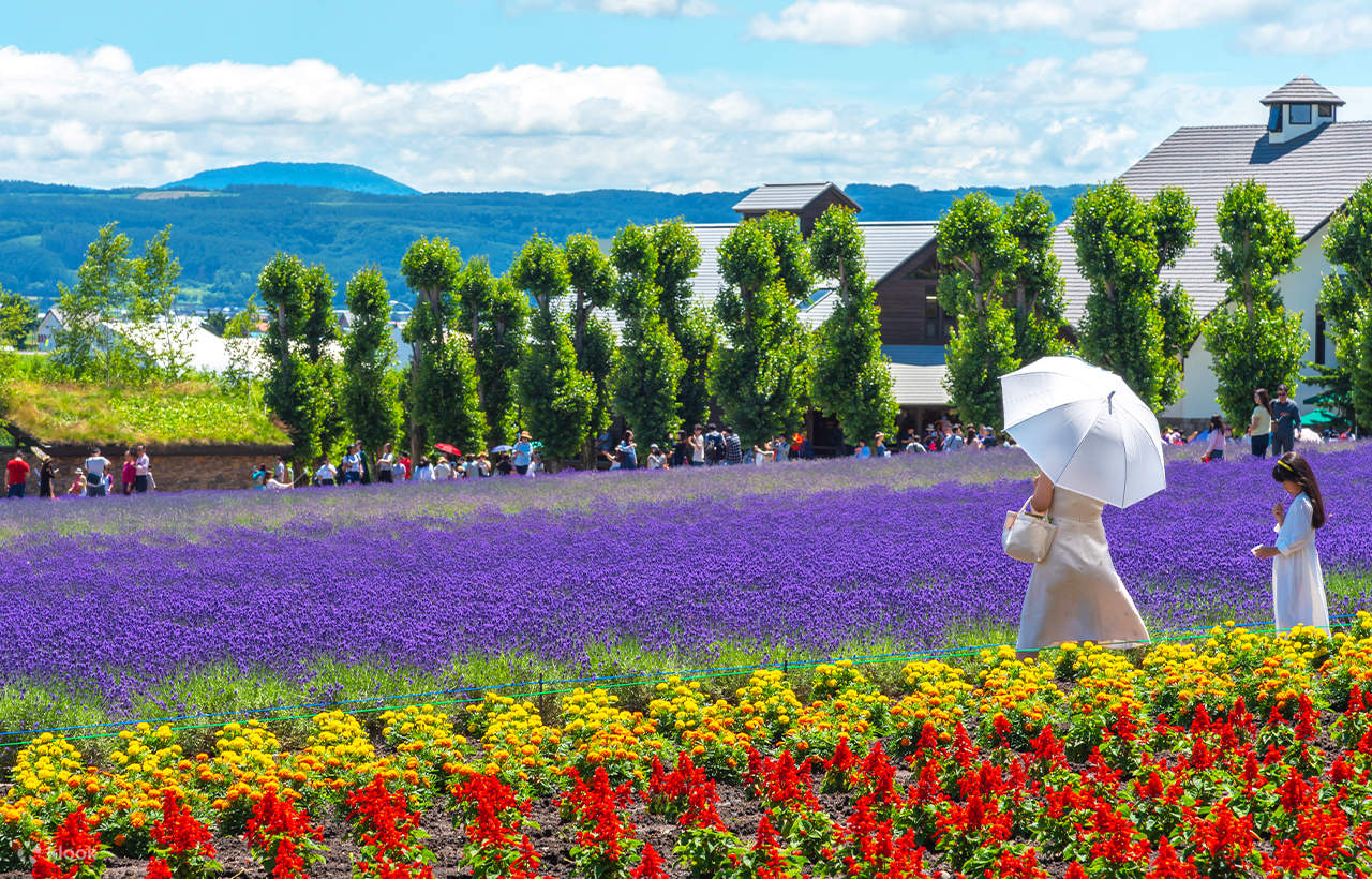 Hokkaido Zoo A Line Biei Aoike Elf Terrace One-Day Tour - Klook India