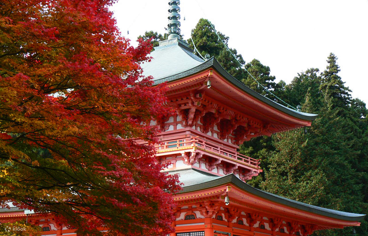 Musim daun merah｜Kuil Hieizan Enryakuji & Tur melihat pohon maple satu ...
