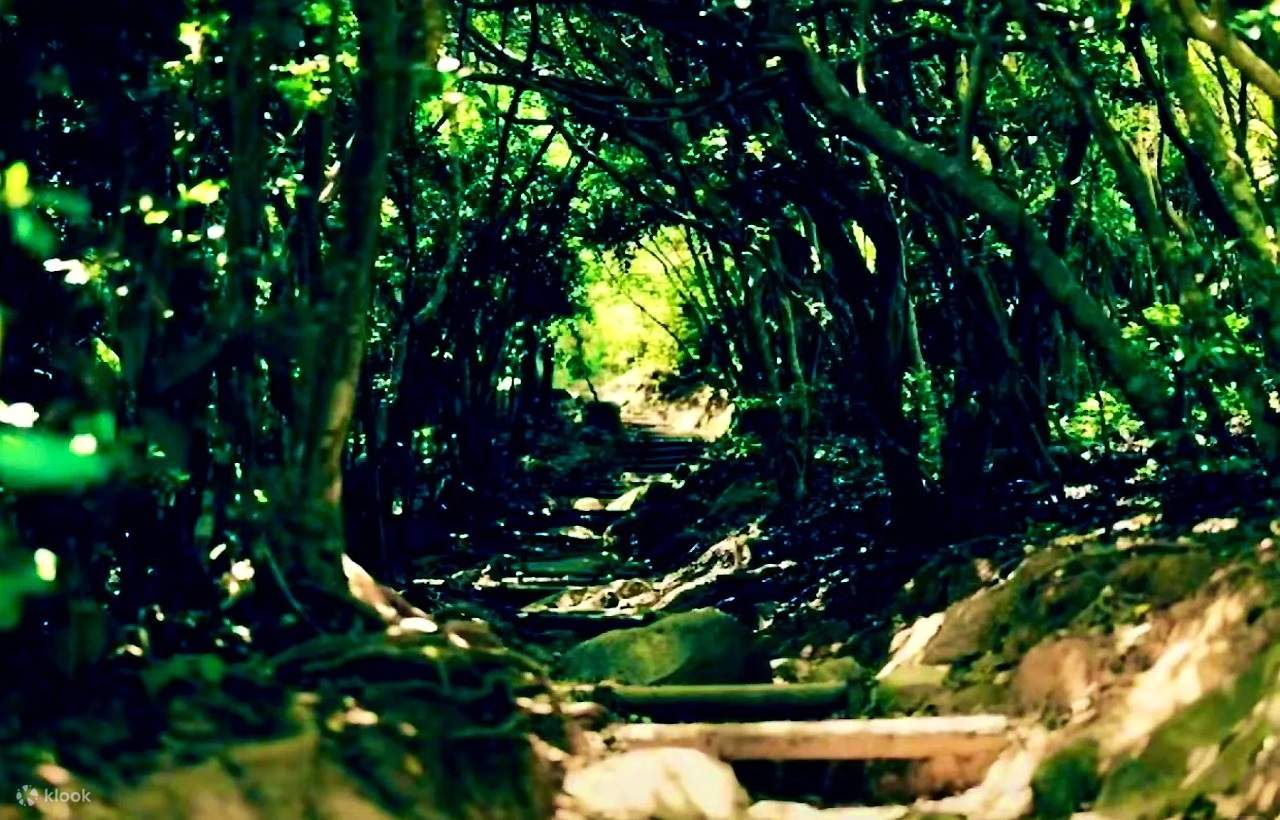 Kyushu Itoshima Secret Spots: A Day Trip to Sennyoji Totoro Forest ...