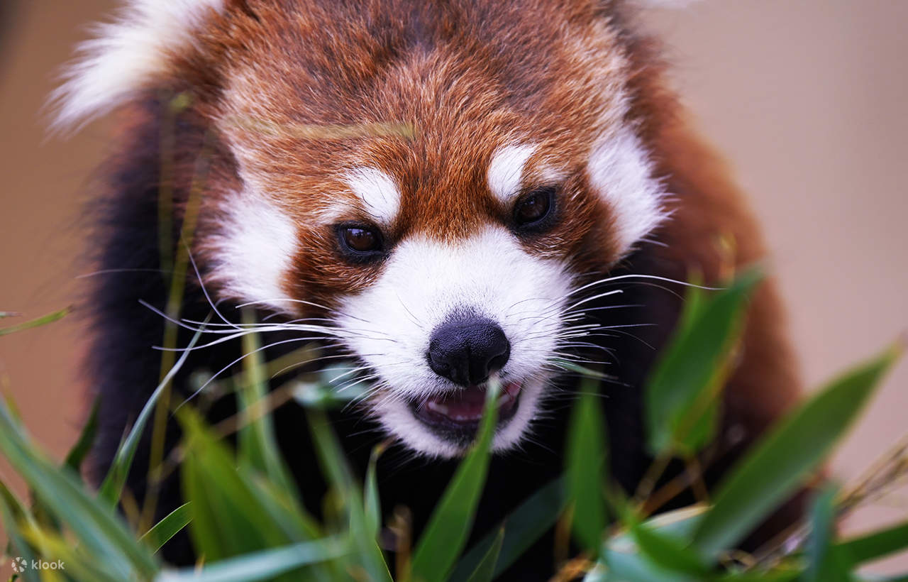 Hokkaido Zoo A Line Biei Aoike Elf Terrace One-Day Tour - Klook India