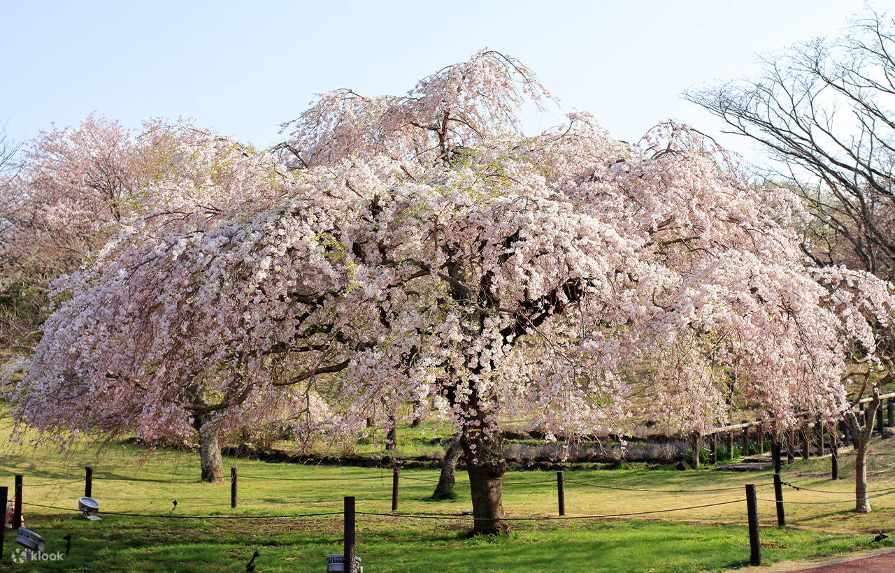 Cherry Blossom Village & Strawberry Picking Day Tour - Klook Singapore
