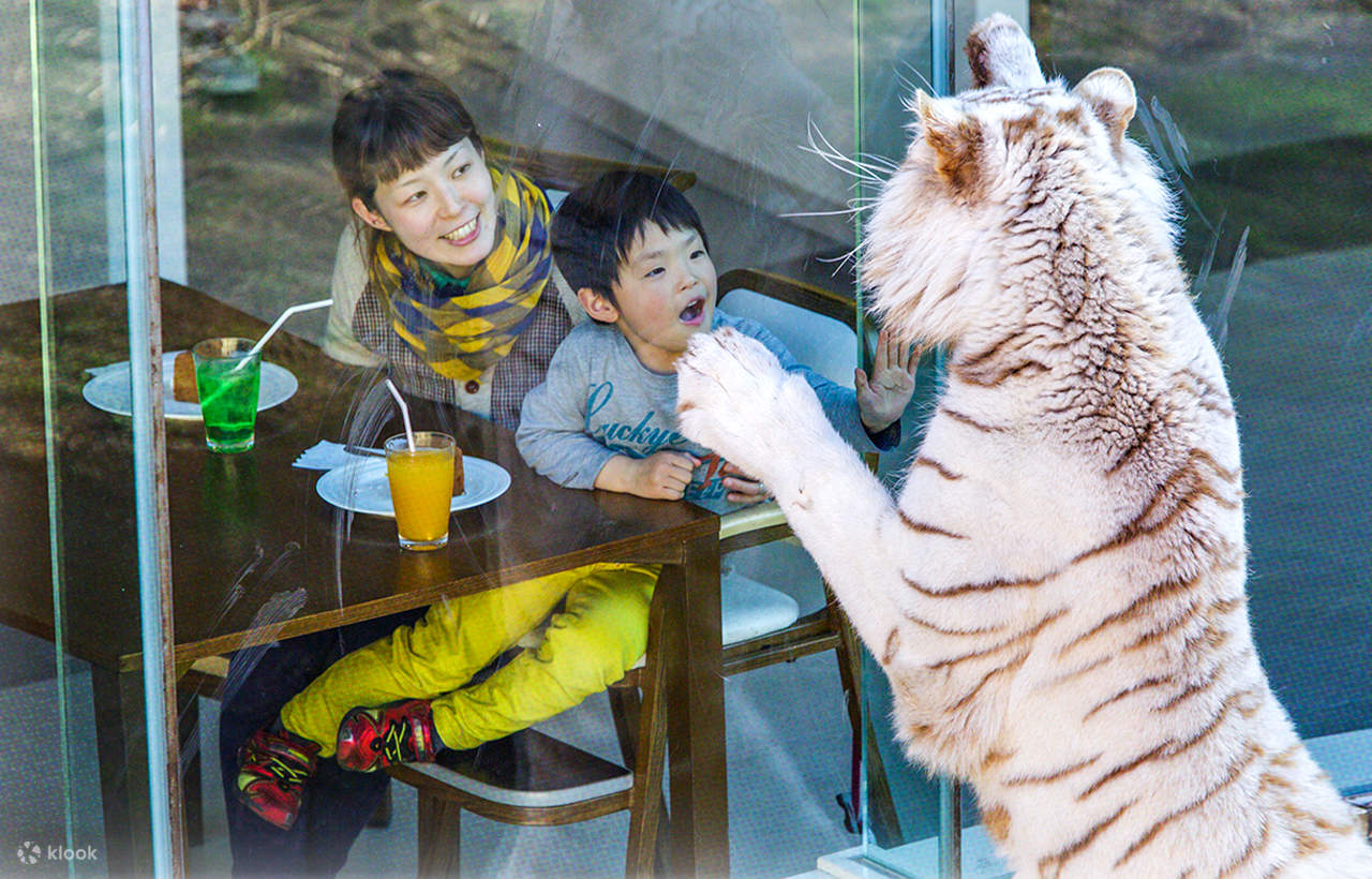 Izu Panoramic View, Izu Animal Kingdom White Tiger Restaurant 2-Day ...