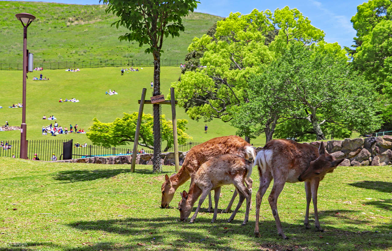 Nara Park & Todai-ji Temple & Kasuga Taisha Shrine & Uji & Byodo-in Temple & The Tale of Genji ...
