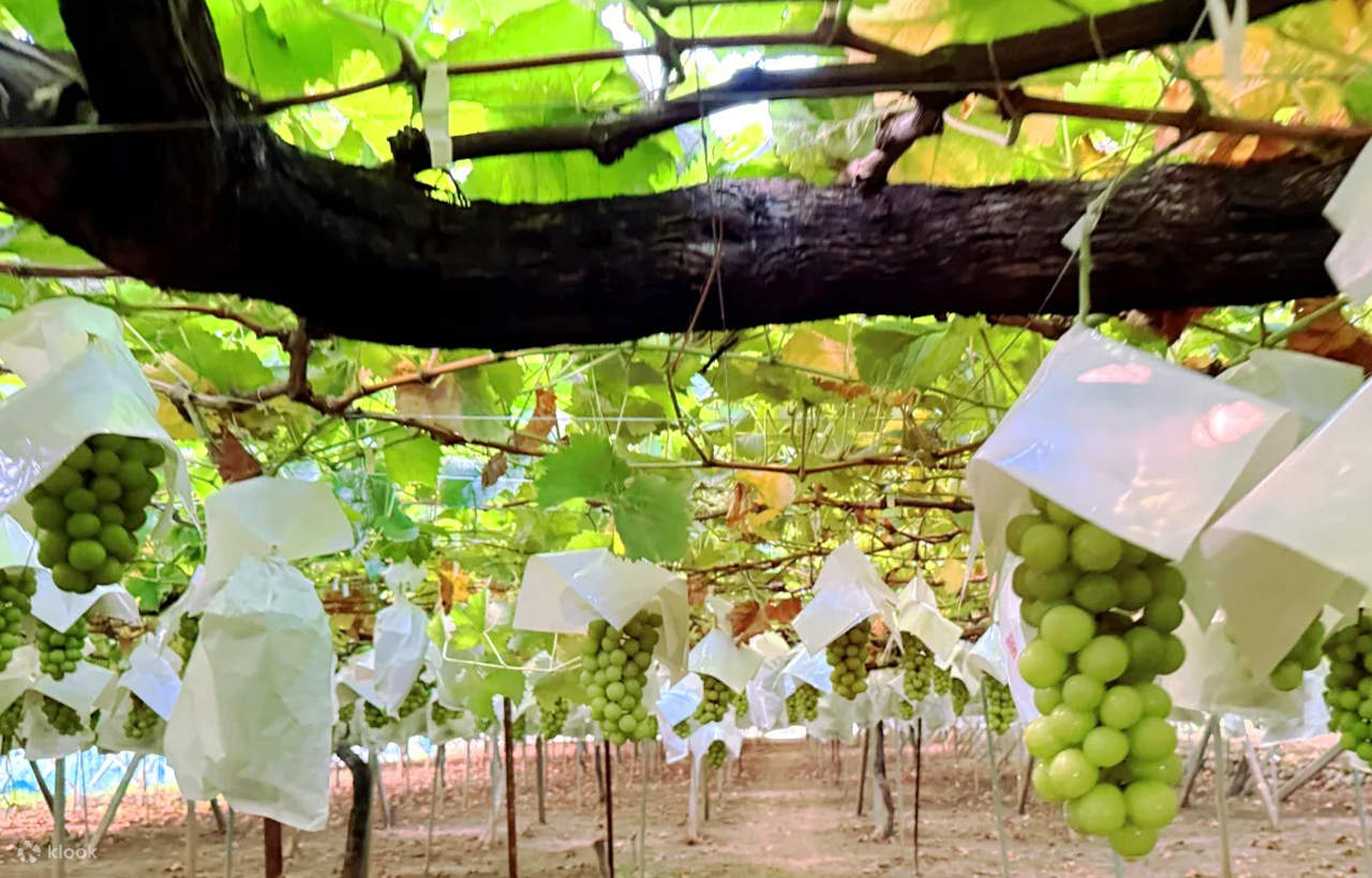 Mount Fuji Instagram-worthy train, Yamanashi seasonal fruit picking ...