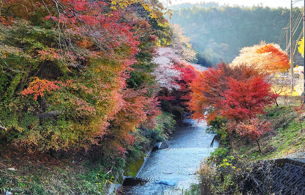 Gifu Fall Foliage Season: Torokeiyama Eihoji Temple & Korankei "Cherry ...