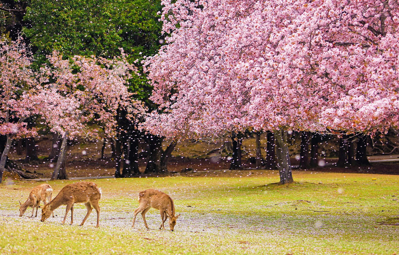 Nara Park & Todai-ji Temple & Kasuga Taisha Shrine & Uji & Byodo-in Temple & The Tale of Genji ...