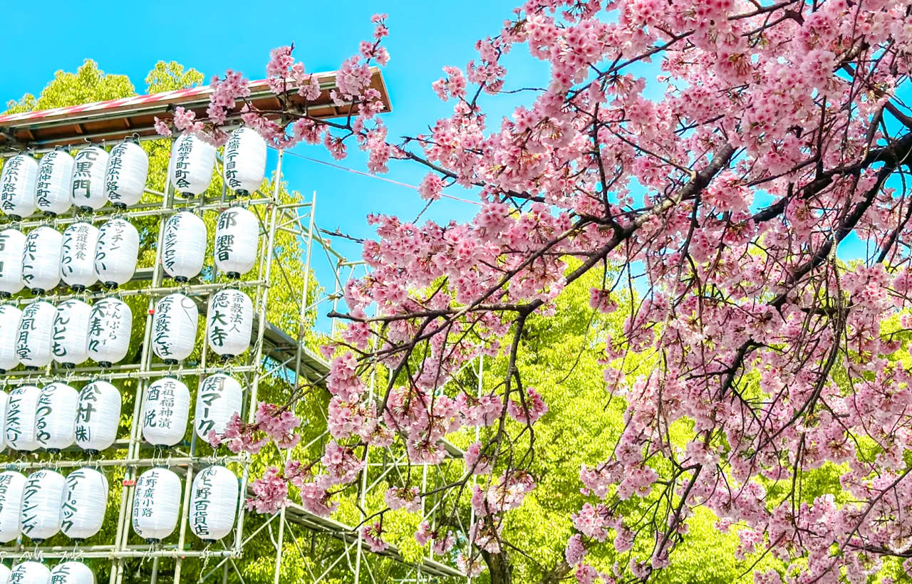 Cherry Blossom Season Exclusive | One-day tour to famous cherry blossom ...