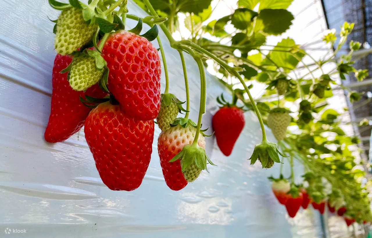 Mount Fuji Instagram-worthy train, Yamanashi seasonal fruit picking ...