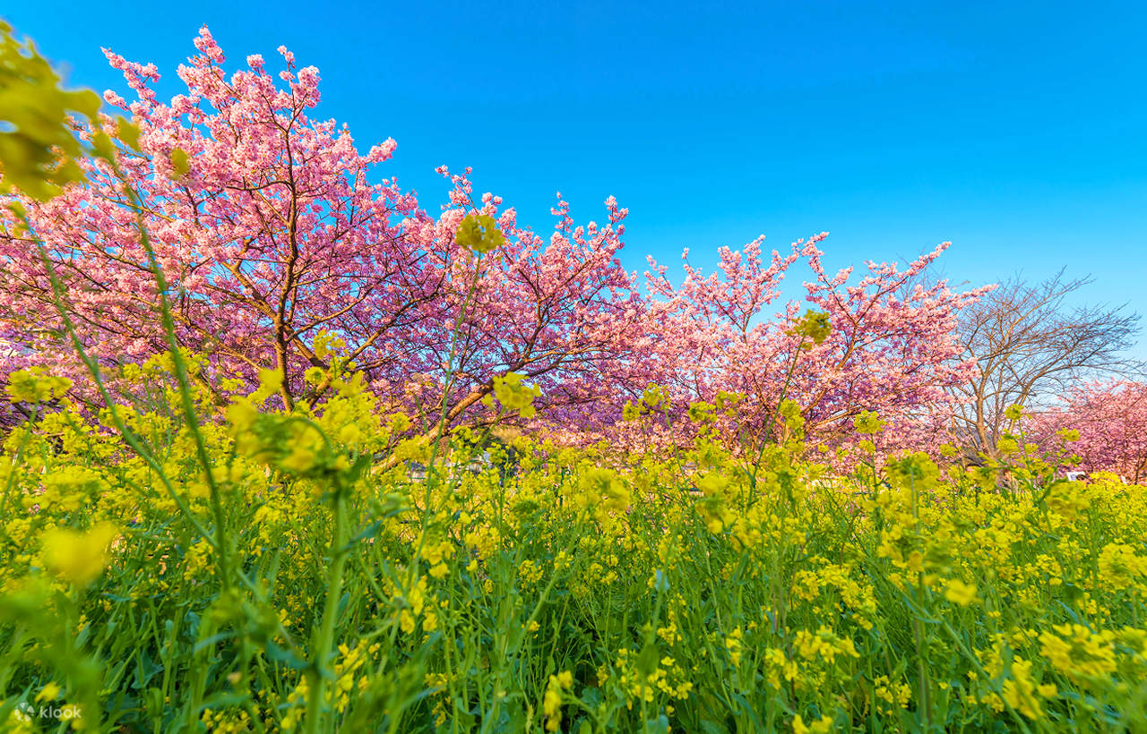 Tur Sehari di Desa Bunga Sakura & Memetik Stroberi - Klook Indonesia