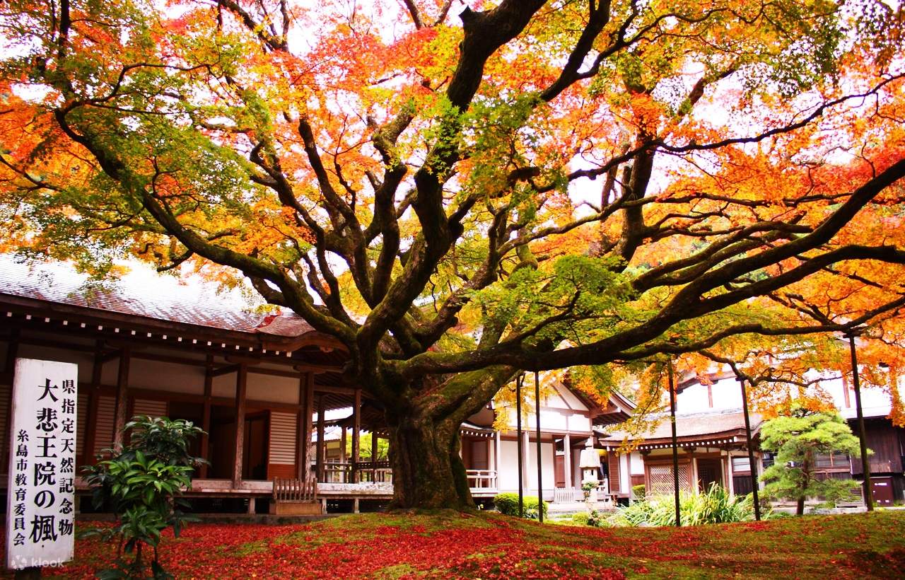 Kyushu Itoshima Secret Spots: A Day Trip to Sennyoji Totoro Forest ...
