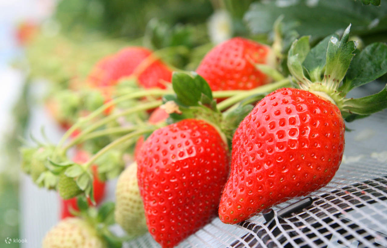 Strawberry Picking, Yanagawa Boating, and Saga Castle Ruins Day Tour ...