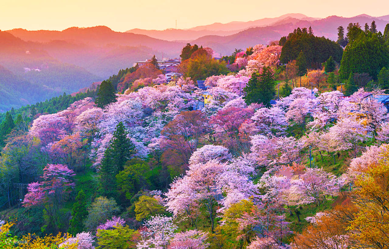 桜の季節限定 | 奈良公園＆吉野山のお花見日帰りツアー | 大阪発 | Klook