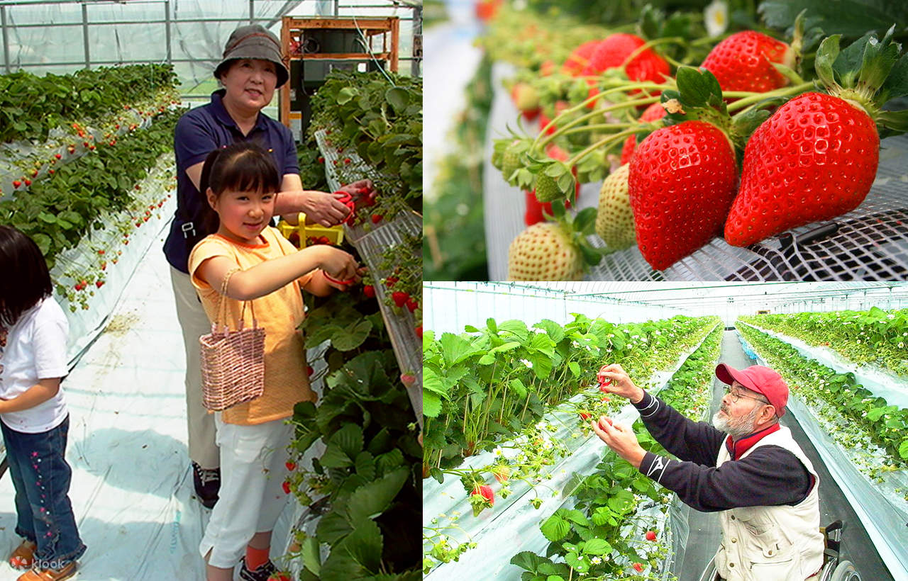 Strawberry Picking/Yanagawa River Cruise & Takeo Shrine & Dazaifu ...