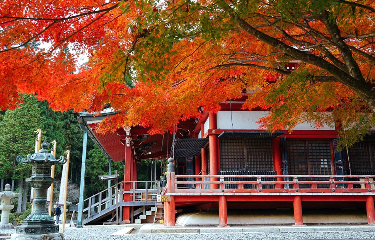 Musim daun merah｜Kuil Hieizan Enryakuji & Tur melihat pohon maple satu ...