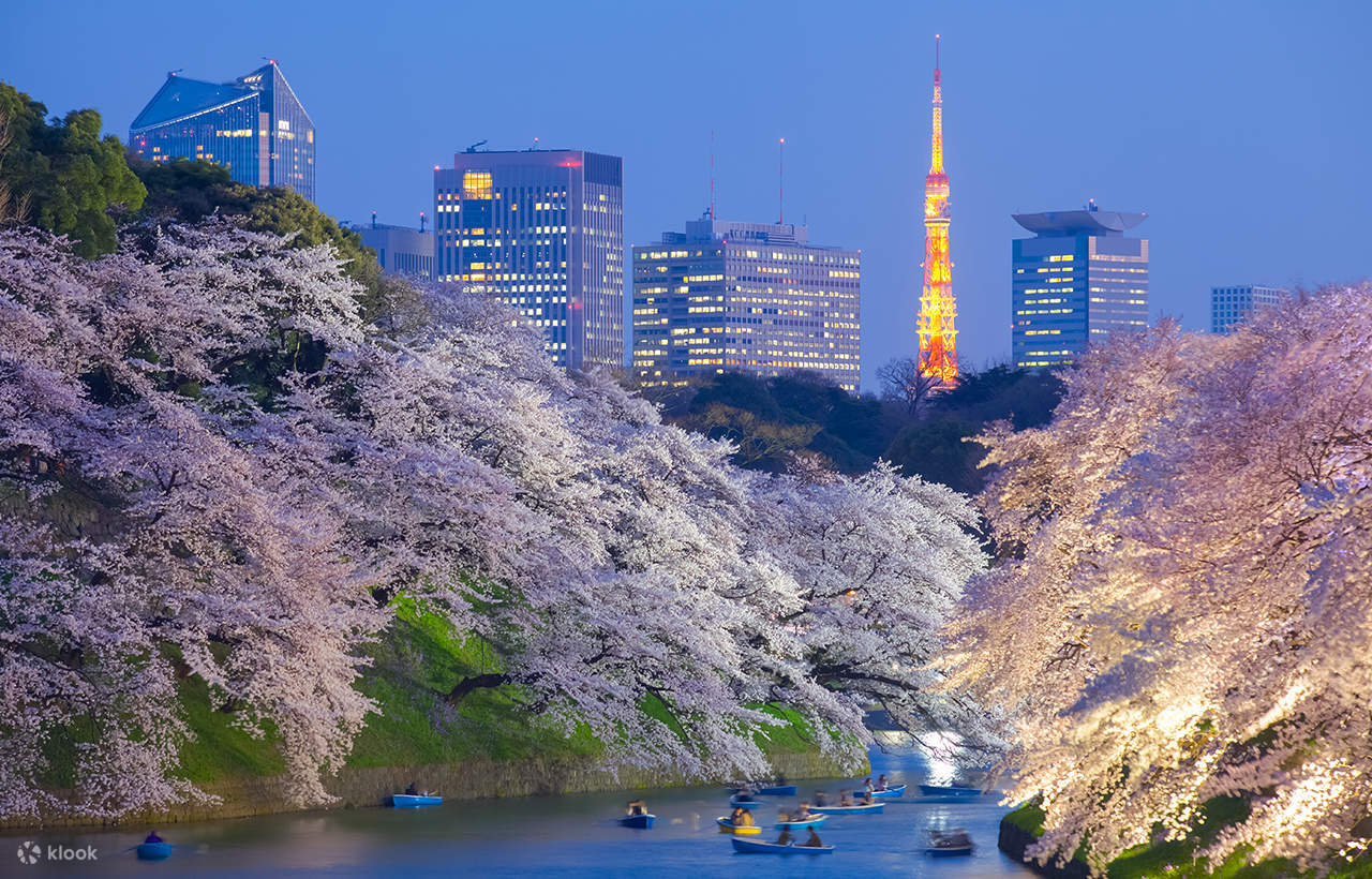 Cherry Blossom Season Exclusive - Night Cherry Blossoms・Tokyo Cherry ...