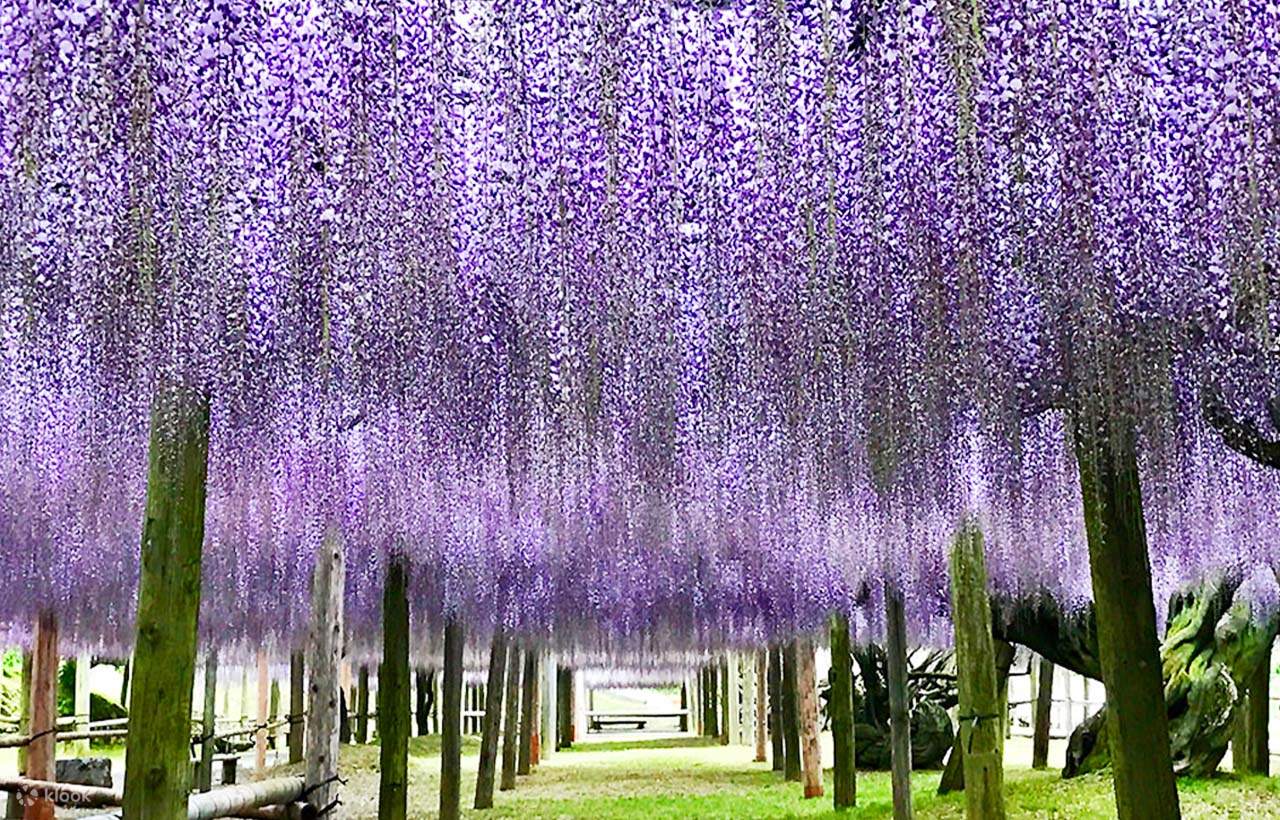 Limited-Time Flower Viewing | Northern Kyushu | A Day Trip from Fukuoka ...