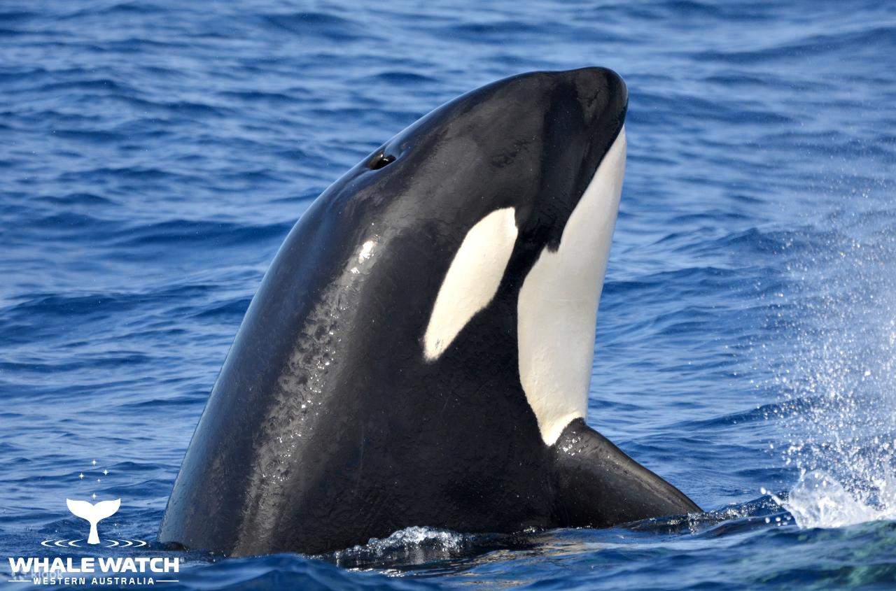 ประสบการณ์ชมวาฬออร์กา (Orca) ที่อ่าวเบรเมอร์ (Bremer Bay) จากเพิร์ท ...