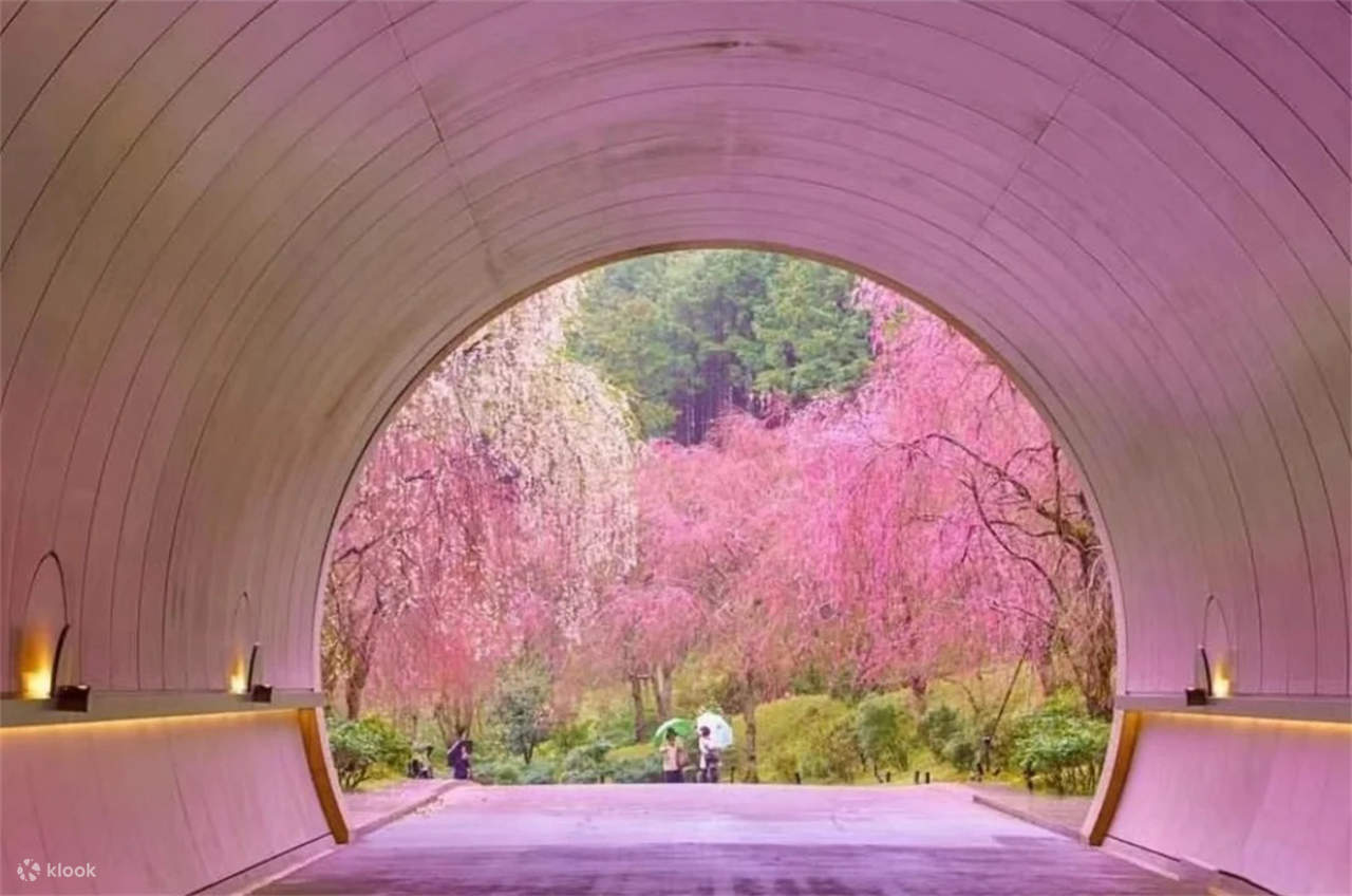 Cherry Blossom Season Only - Kansai Miho Museum/Omihachiman & Mitsui ...