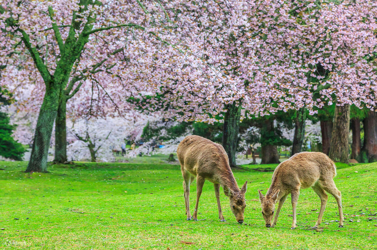 Kyoto Nara Arashiyama Day Tour | Feed the deer in Nara Park • Fushimi ...
