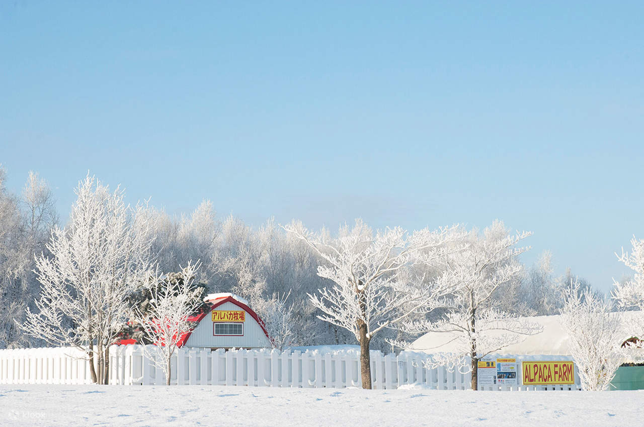 Hokkaido Zoo A Line Biei Aoike Elf Terrace One-Day Tour - Klook India