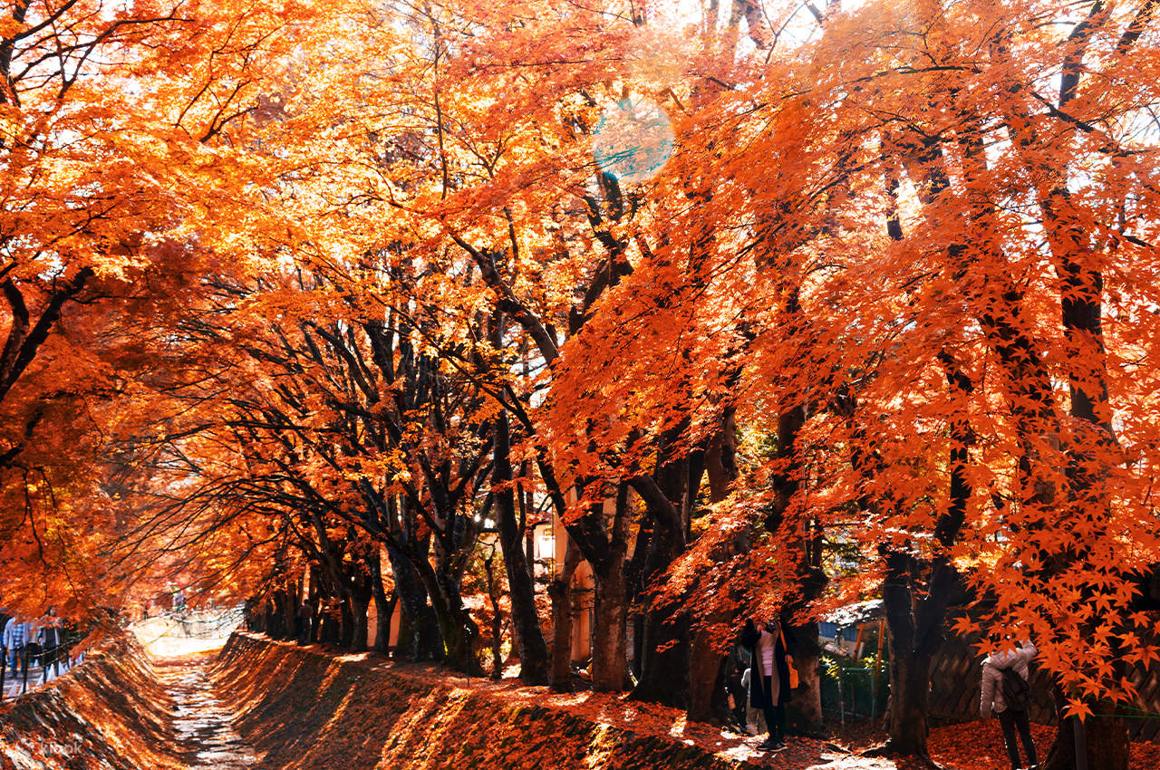 Mt. Fuji Yamanaka Lake Cycling/Cruise·Oshino Hakkai·Kawaguchiko Oishi ...