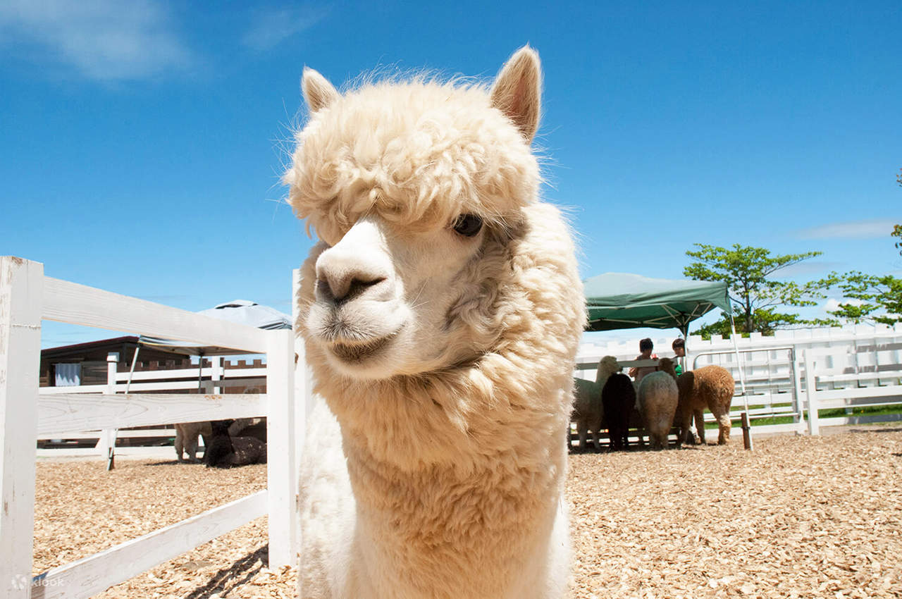 Hokkaido Zoo A Line Biei Aoike Elf Terrace One-Day Tour - Klook United ...