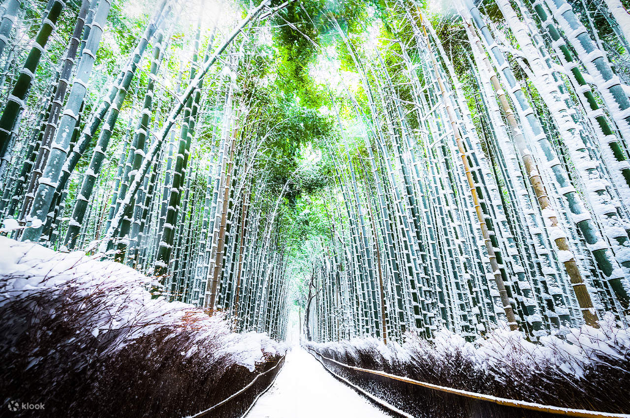 Kyoto, Arashiyama, Nara | Sagano Train, Bamboo Forest Trail, Tomozen ...