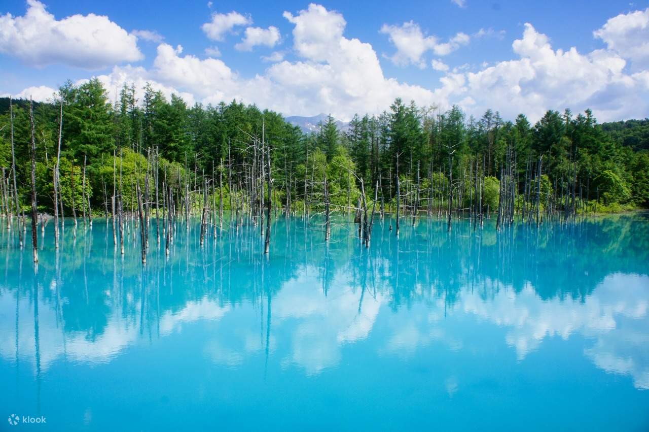 Tur Sehari ke Biei Blue Pond & Bunga Furano｜Prasmanan + Pesta Melon ...
