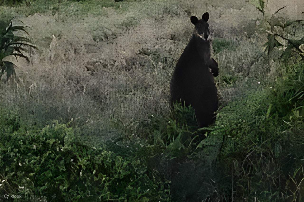 Kumpulan Kecil Philip Island Express Penguin & Wallaby Spoting - Klook ...