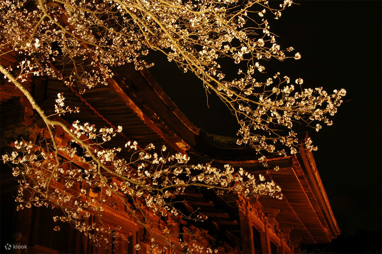 Miho Museum & Mii-dera Temple Night Cherry Blossom Viewing Day Trip ...