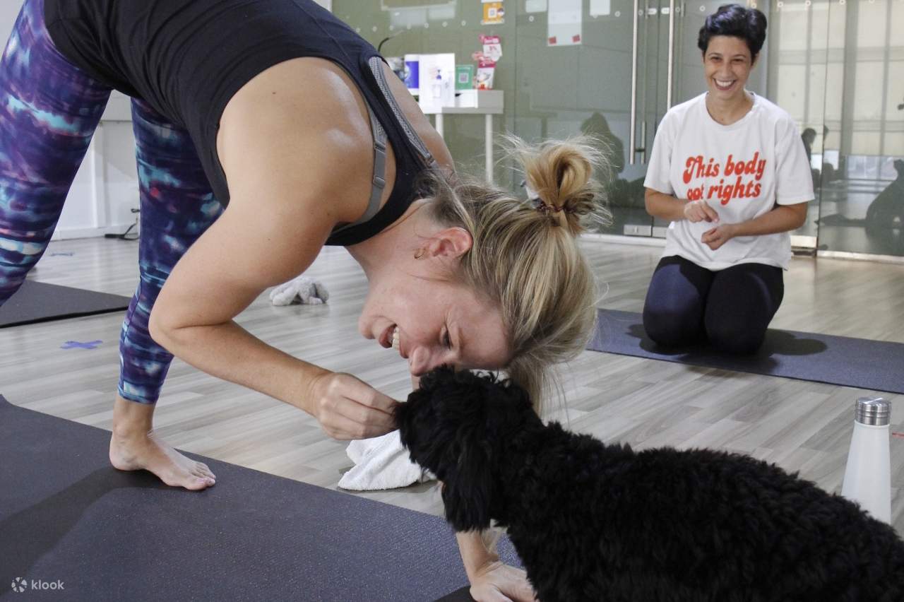 Yoga mit den schönen Hunden von Puppy Yoga - Klook Deutschland
