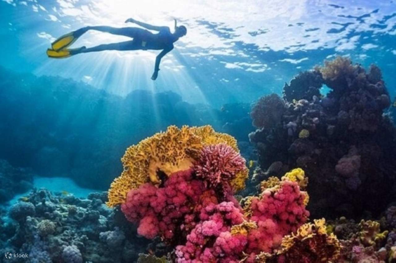 Tiran Island Snorkeling Sea trip, Lunch & Transfer - Sharm El Sheikh ...