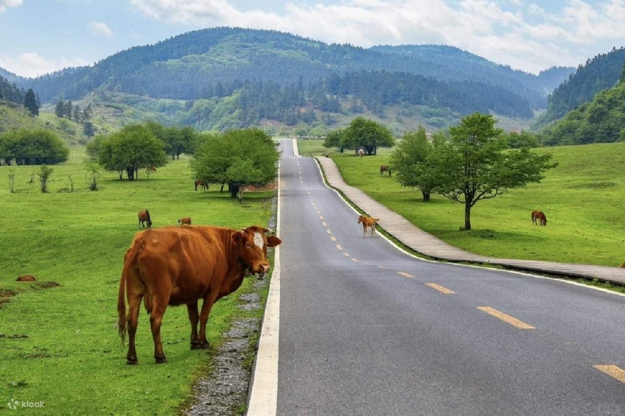 Chuyến tham quan 3 ngày của nhóm tư nhân Wulong Dazu Trùng Khánh (Cầu ...