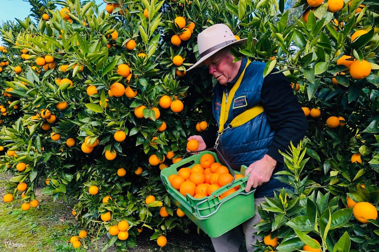 Fruit-Picking and Puffing Billy Steam Train 1-Day Tour - Klook Australia