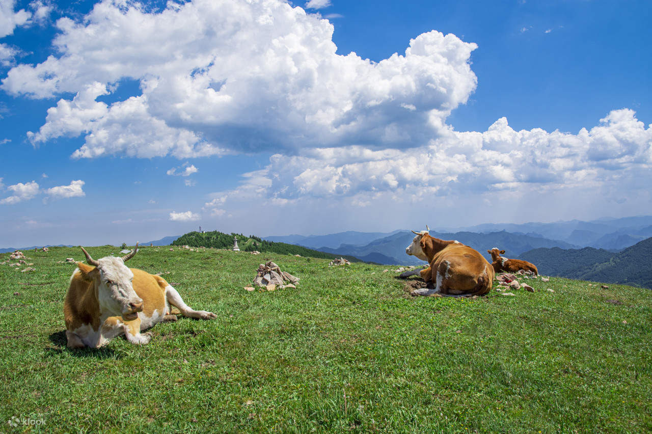 Taiyuan to Pingyao Ancient City & Qiao's Grand Courtyard Private Day ...