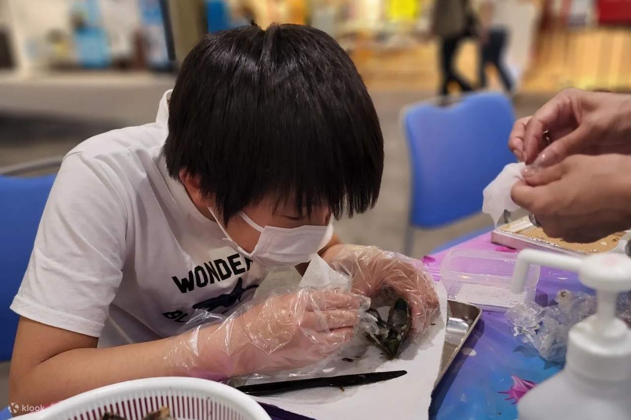 Experience extracting pearls from Akoya oysters (Osaka) - Klook United ...