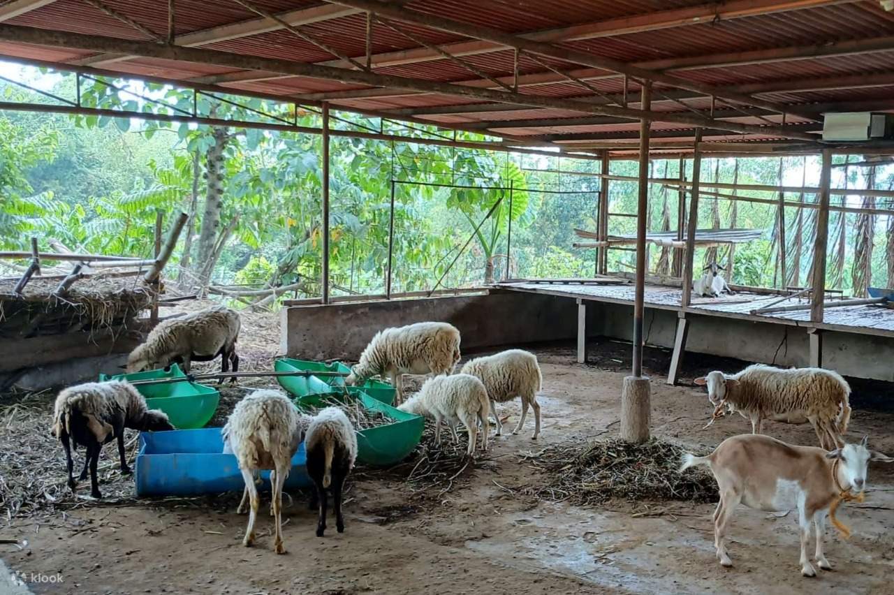 Cebu Farm Life Tour - Klook Philippines