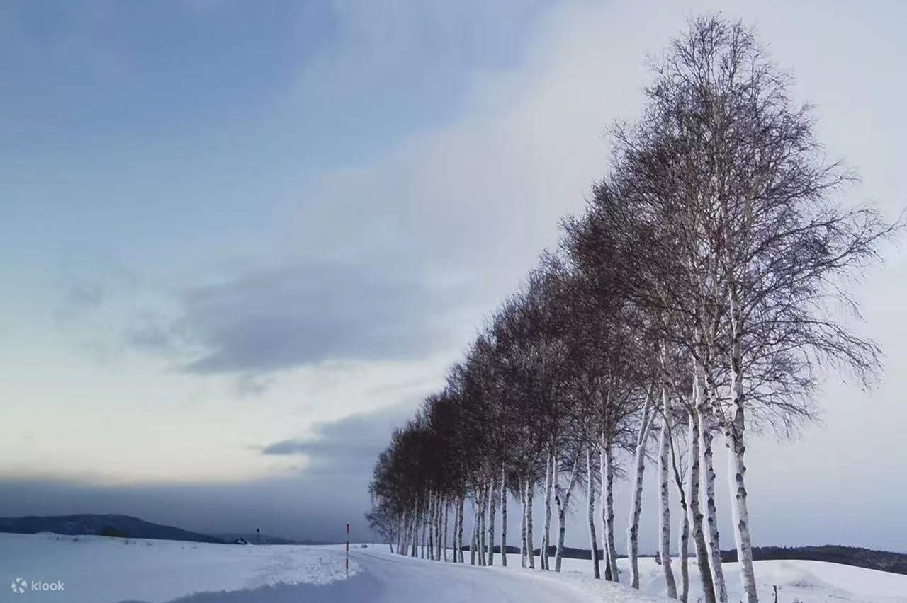 Hokkaido Asahiyama Zoo, Biei, and Ningle Terrace Join In One Day Bus ...