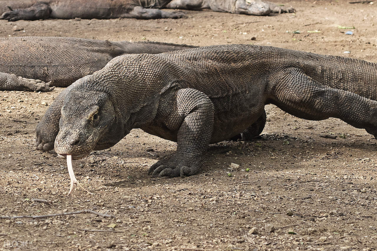 Komodo Full Day Speedboat Tour from Labuan Bajo