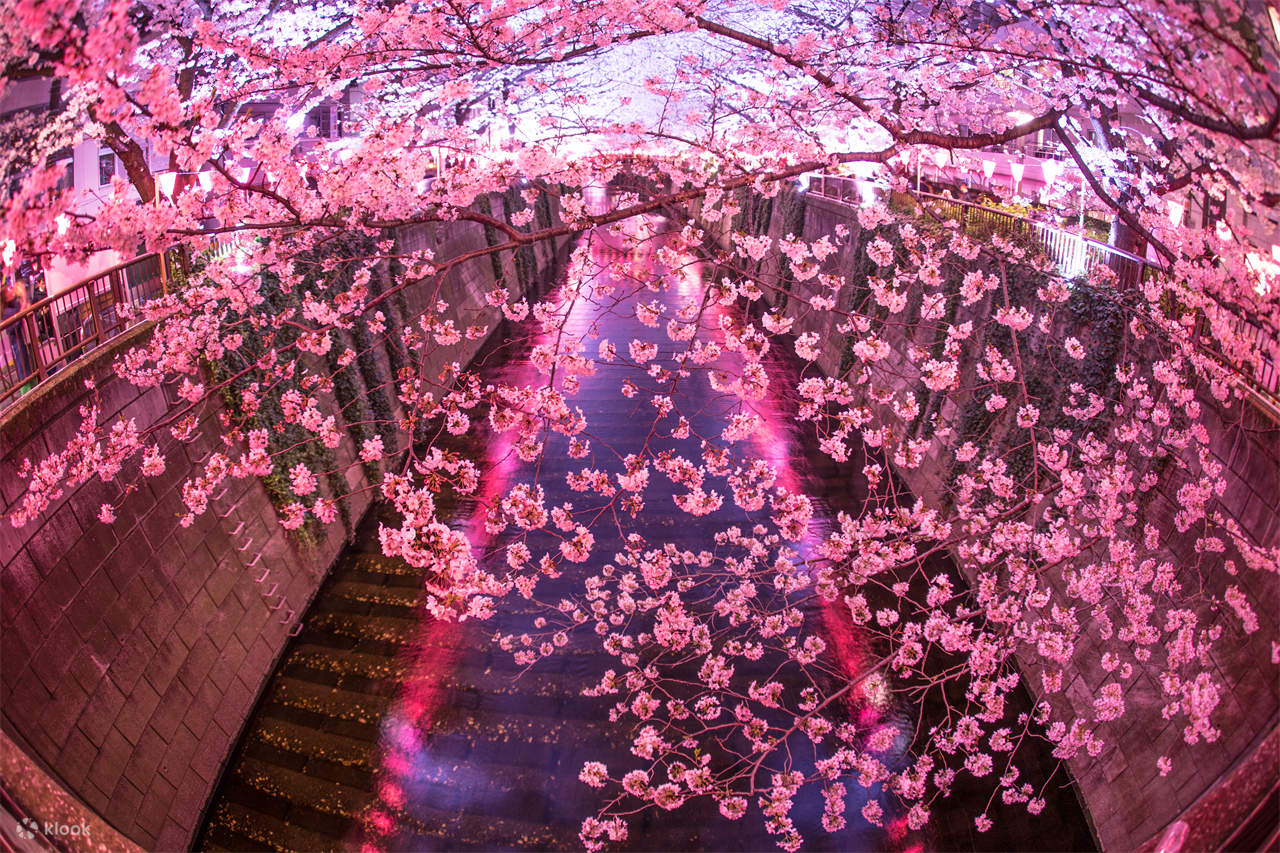 Cherry Blossom Season Exclusive - Night Cherry Blossoms・Tokyo Cherry ...