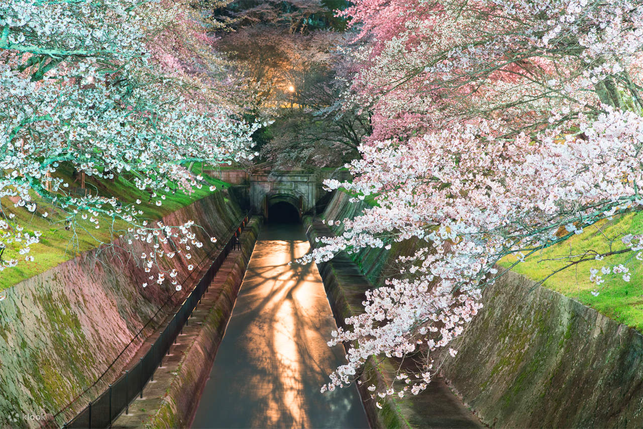 Cherry Blossom Season Only - Kansai Miho Museum/Omihachiman & Mitsui ...