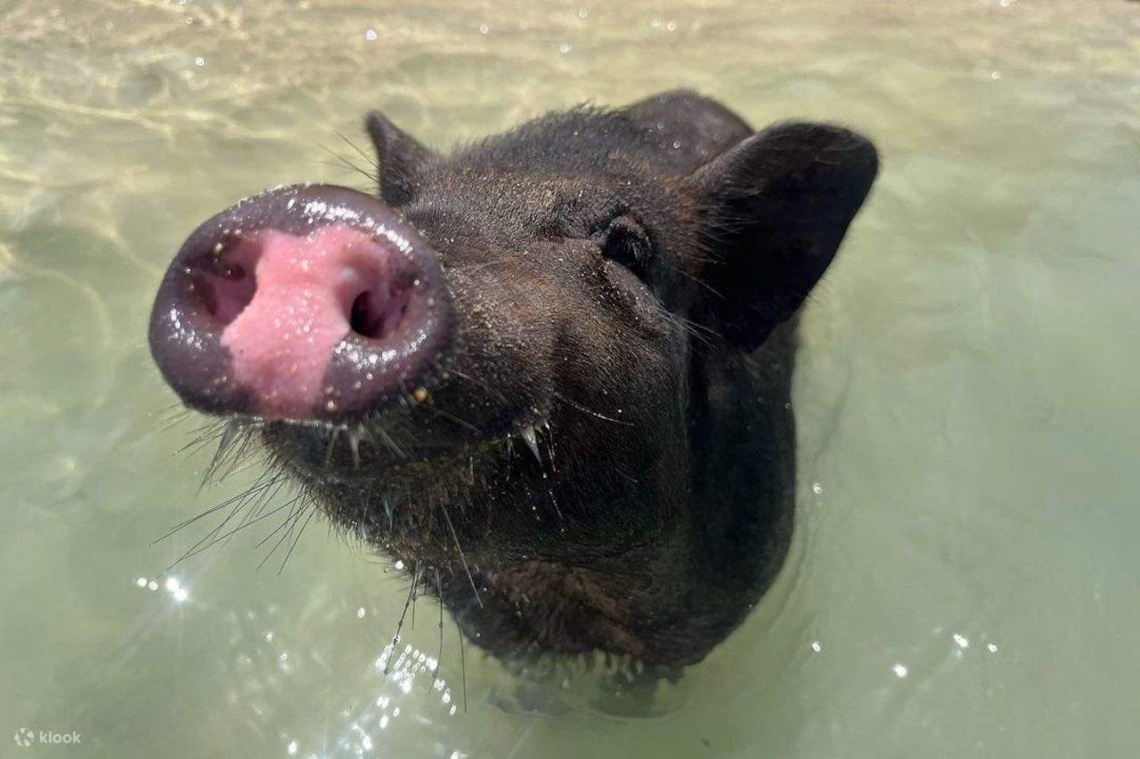 Koh Samui: Private Longtail Tour to Pig Island with Snorkel - Klook ...