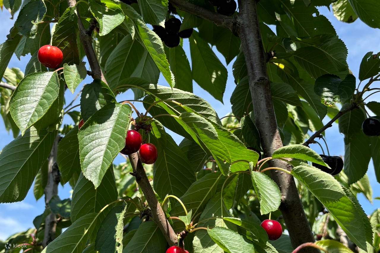 Melbourne Cherry Season Day Tour with Chinese Speaking Guide - Klook ...
