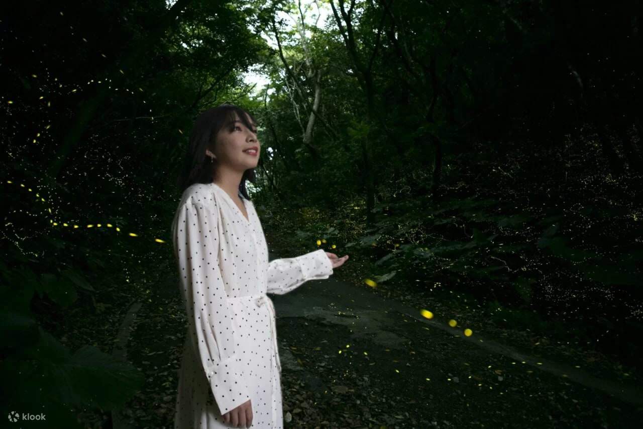 Ishigaki Island/Sunset Limited Time Yaeyama Firefly Viewing Tour ...