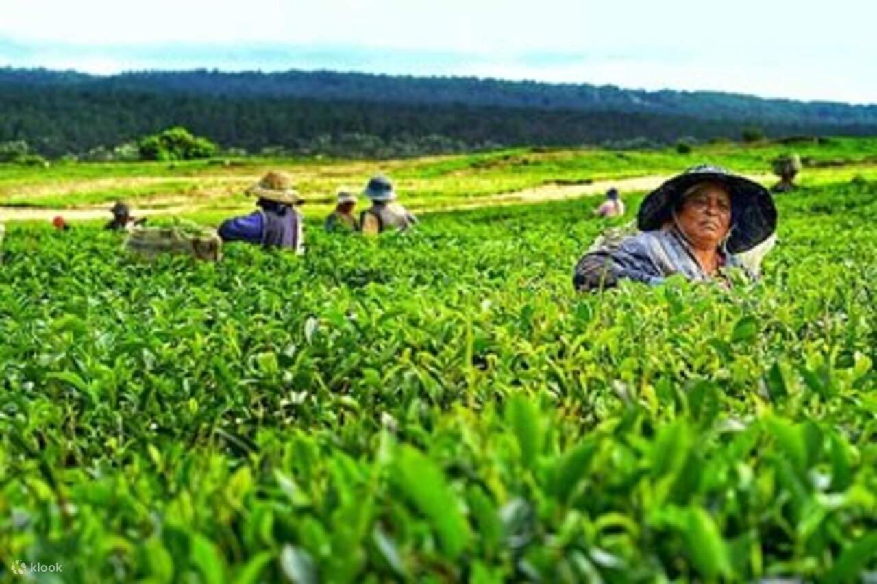 Discover Mauritius: The Tea, Rum, and Vanilla Route with Lunch and Pick ...