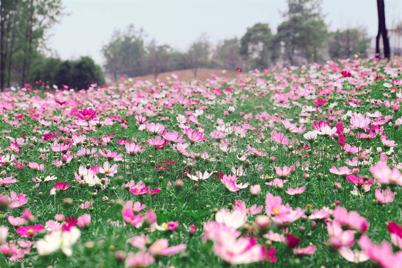 Yufa Ecotourism Area Ticket in Nanjing - Klook Estados Unidos