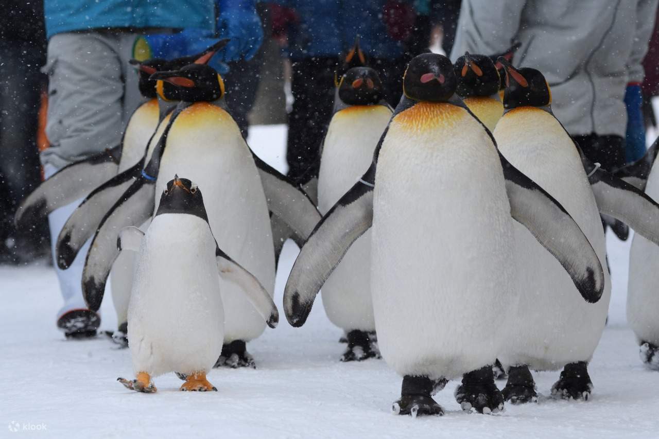 Hokkaido: Isang araw na paglalakbay sa Asahiyama Zoo, Blue Pond, at ang ...