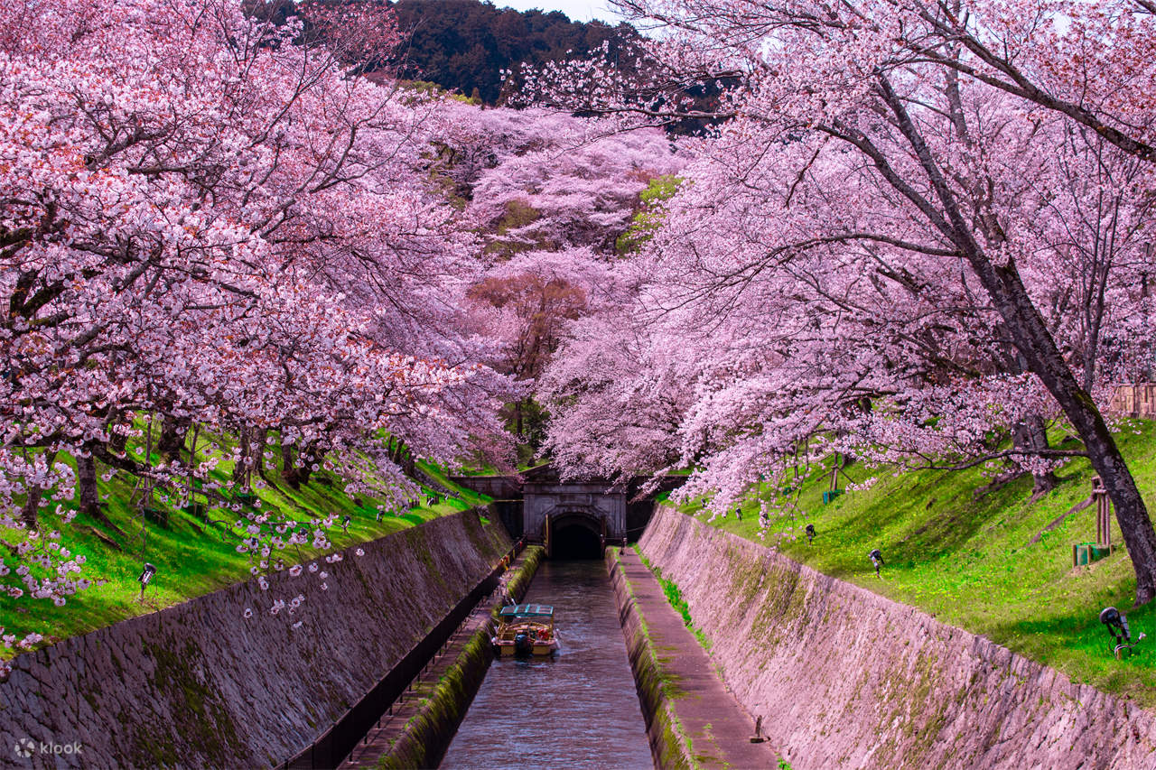 Cherry Blossom Season Only - Kansai Miho Museum/Omihachiman & Mitsui ...