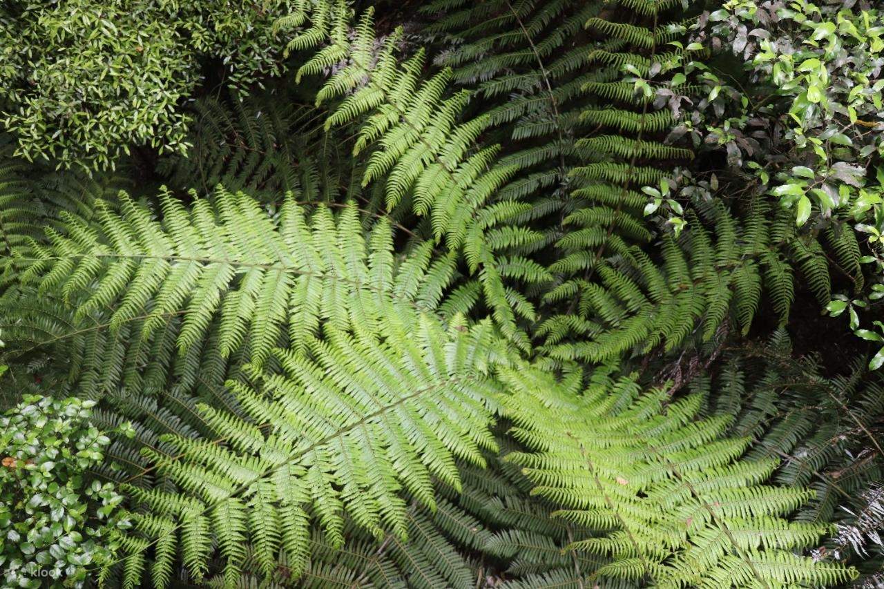 Seasonal Forest Highlights Tour - Klook